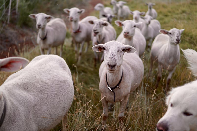 NuMundo - Werewolf Ranch